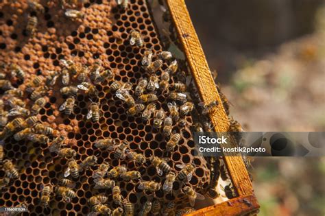 벌집에 벌집에서 일하는 꿀벌 꿀벌 내부 하이브 그들의 젊은에 대 한 밀봉 하 고 열린 세포와 함께 0명에 대한 스톡 사진 및 기타 이미지 Istock