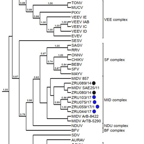 Rooted Phylogenetic Tree Produced From Bayesian Analysis Using Beast