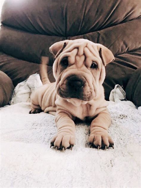 Shar Pei Puppy The Cutest Dog Breed