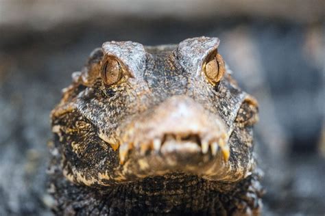 Dwarf Caiman Flamingo Land Resort