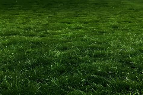 Fresh Green Grass Lawn Outdoor Floor Backdrop Brp8 288