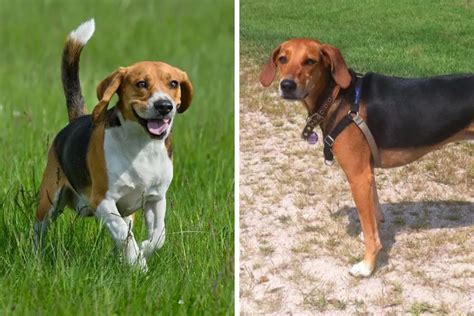 Kerry Beagle The Complete Guide To The Rare Irish Hound