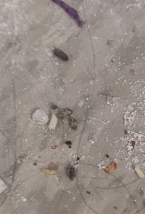 Are These Roach Babies I Saw A Live Roach At Night Once And I Havent