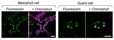 Fluorescent Staining And Quantification Of Starch Granules In