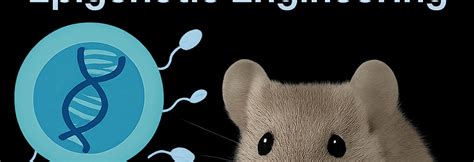 Viable Mice Created From Two Sperm Genomes Via Epigenetic Engineering