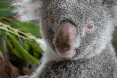 Fun Facts About Koalas Polar Star Friends Of The Koala