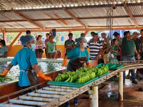 Bolivia Autoridades Entregan Empacadoras De Plátano Y Piña Para