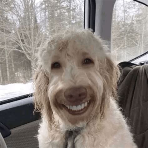 Perro Sonriendo Meme Perro Sonriendo Discover And Share S