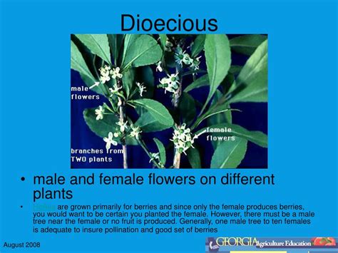 What Is Dioecious And Unisexual At John Mcmahon Blog
