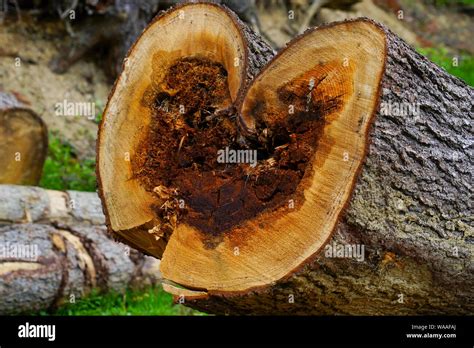 Tree Trunk Cut Out High Resolution Stock Photography And Images Alamy