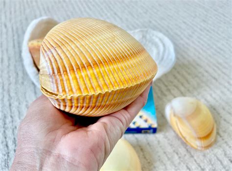 Giant Yellow Cockle Shell Pair 4 5 Heart Shaped Craft Seashell Etsy