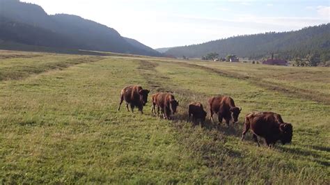Watch Sunday Morning Ted Turners Nature Preserves A Carefully Curated