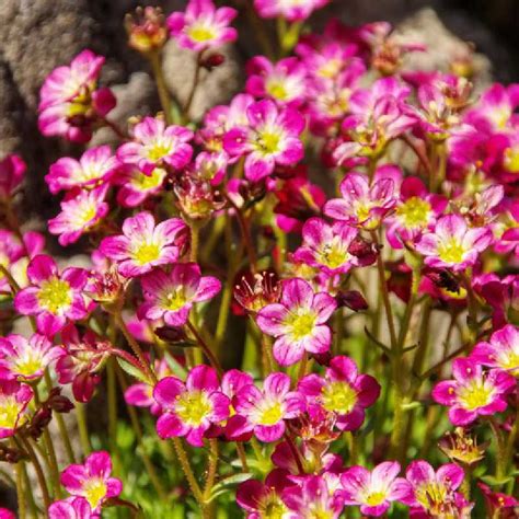 Saxifraga Arendsii ‘pixie‘ Saxifrage Mousse