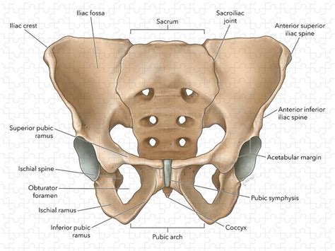 Ramus Of Ischium