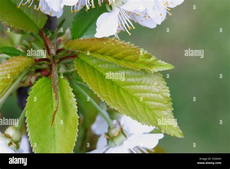 Japanese Cherry Tree Leaves