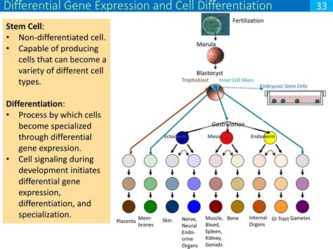 Ppt Regulation Of Gene Expression In Eukaryotes Powerpoint