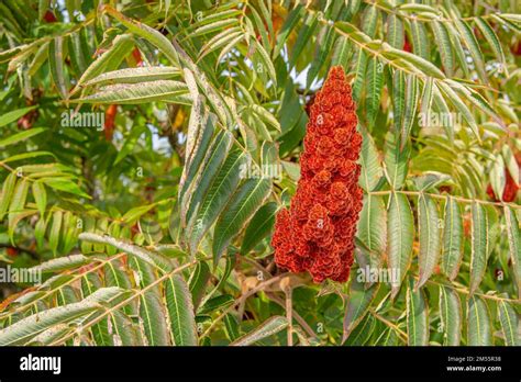 Staghorn Sumac Rhus Typhina Red Drupe Blossom In Late Summer On The