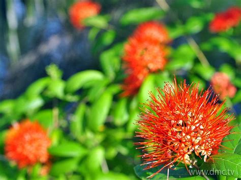 Flower 267 รูปภาพดอกไม้สวยๆ