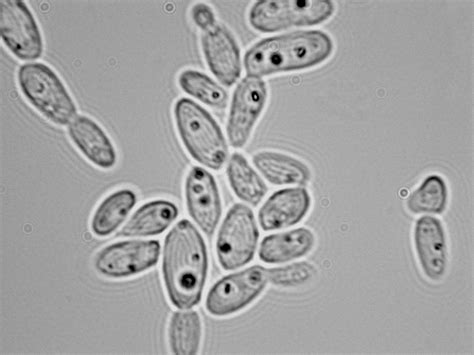 Candida Vini Viticulture And Enology