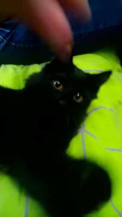 Смішний кіт Youtube