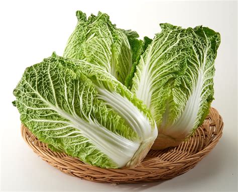 치솟던 배춧값 안정세롯데마트 고랭지 배추 2천원대 판매 연합뉴스