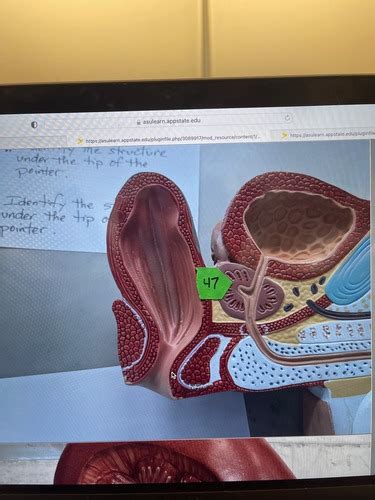 Anatomy Lab Final Review Flashcards Quizlet