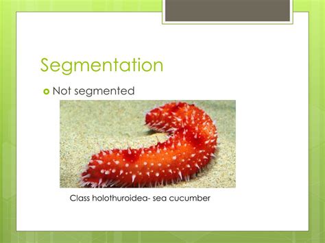 Ppt Echinodermata Powerpoint Presentation Free Download Id6505108 Ppt Echinodermata Powerpoint Presentation Free Download Id6505108