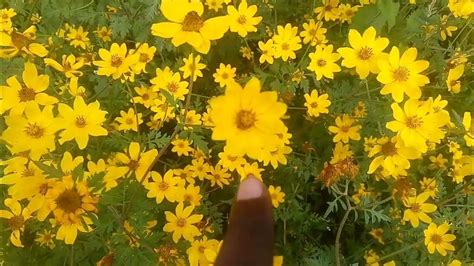 Adey Abeba አደይ አበባ Review By Ashu Celebrity Youtube