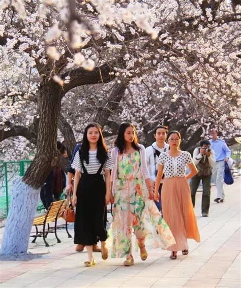 听说哈工程有个特别美的杏花长廊，这是真的吗？ 申请方