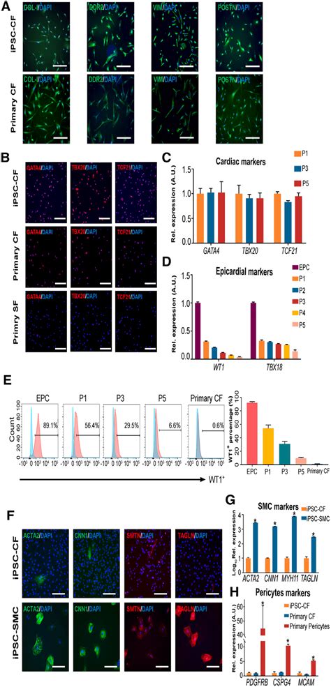Human Induced Pluripotent Stem Cell Ipsc Derived Cardiac Fibroblasts Download Scientific