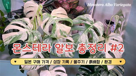 Monstera Albo 몬스테라 알보 키우기 일본 구매 가격 물주기 흙배합 식물등 환경 등 성장기록 Youtube