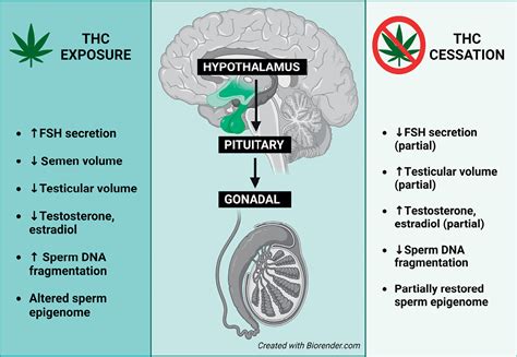 Aua2023 Best Posters Thc Use Alters Sperm Dna Methylation In Rhesus