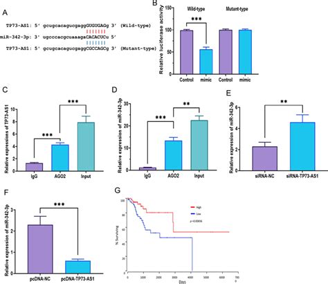 Tp73 As1 Directly Targets Mir 342 3p A Putative Binding Site Of