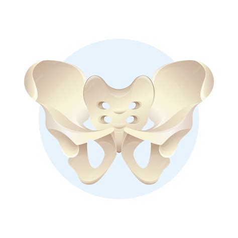 Premium Vector Pelvic Structure Vector 3d Human Pelvic Skeleton