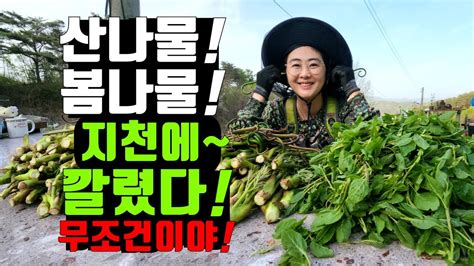 산나물 봄나물 지천에 깔렸으니 무조건 가져오시오 엄나무순 두릅 보다 맛있는 다래순 잡솨봐 시골 강아지와 약초꾼의 리얼 야생 진짜 방송 Country Life Youtube