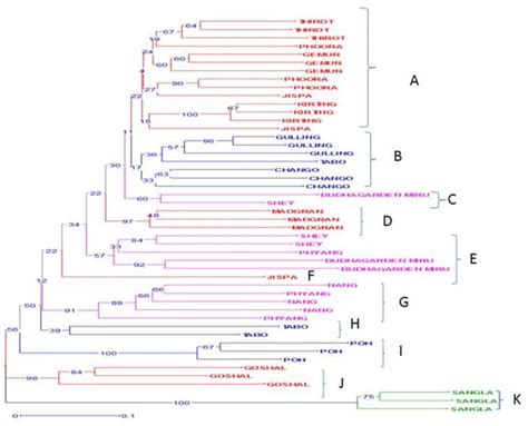 Dendrogram Generated Using Jaccards Cofficient And Upgma Cluster