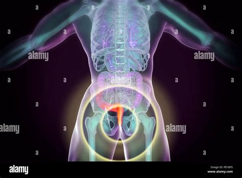 Anus In Human Body
