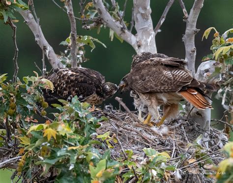 Blue Heron Blast Red Tailed Hawks Feeding