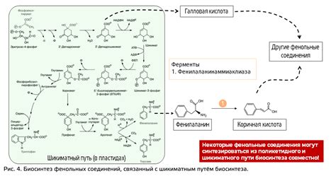 Вторичные метаболиты растений. Фенольные соединения и минорные группы.