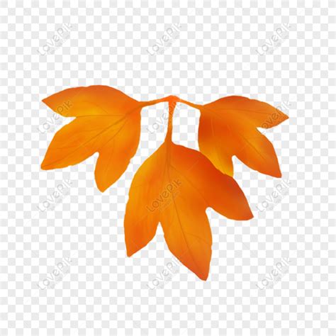 Liqiu 황금 노란 간단한 손으로 그린 메이플 리프 Png 일러스트 무료 다운로드 Lovepik