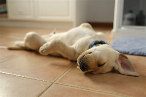 Being Lazy Might Actually Be Better For Your Health Thrive Global