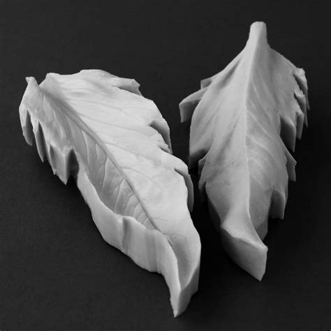 Scabious Botanically Correct Leaf Veiners Set By Robert Haynes Sugar