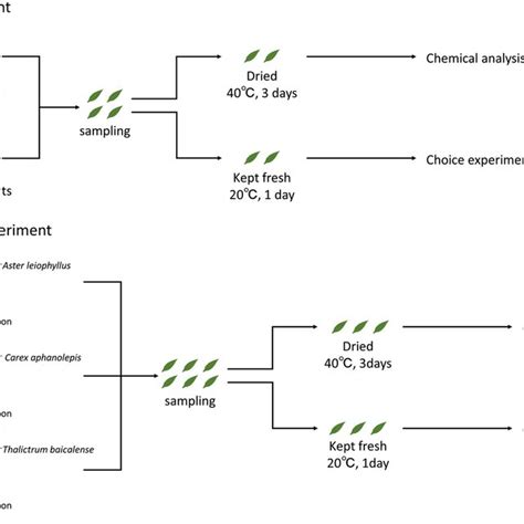 Flowchart Outlining All The Steps In The Experiments Download