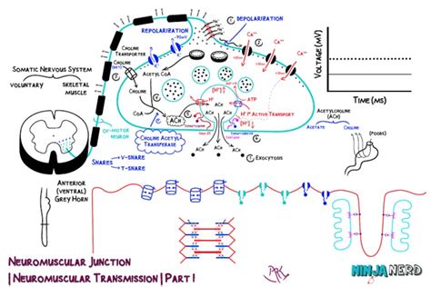 Musculoskeletal System 03 Neuromuscular Junction Neuromuscular