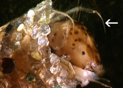 Sandy Cased Caddis Oecetis Manaaki Whenua