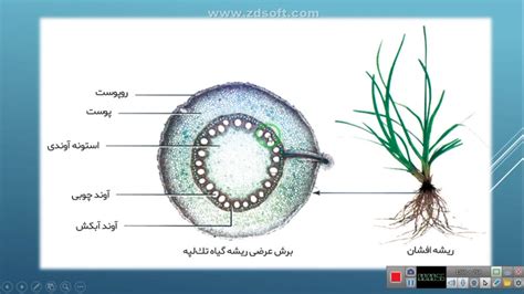 تهیه تصاویر مقاطع عرضی ریشه تک لپه و دولپه