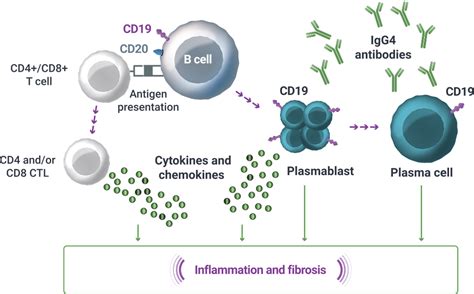 Igg4 Rd Pathogenesis Uplizna® Inebilizumab Cdon For Hcps