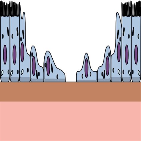 Enterocyte Mucosa Repair Figure Science Figures