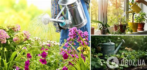 Коли треба поливати рослини влітку поради для садових і кімнатних квітів Oboz Ua