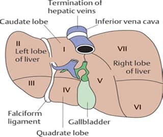 Quadrate Lobe Of Liver